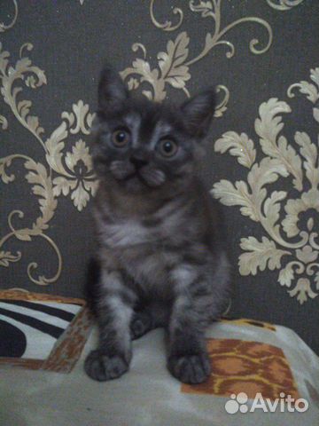 Котенок британец