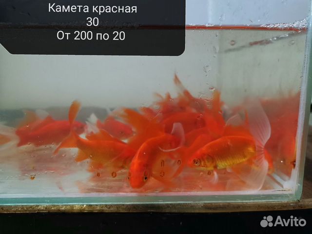 Камета красная опт