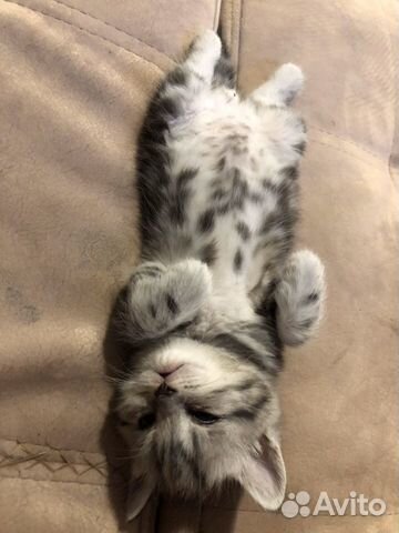 Чудесные шотландцы- мальчишки