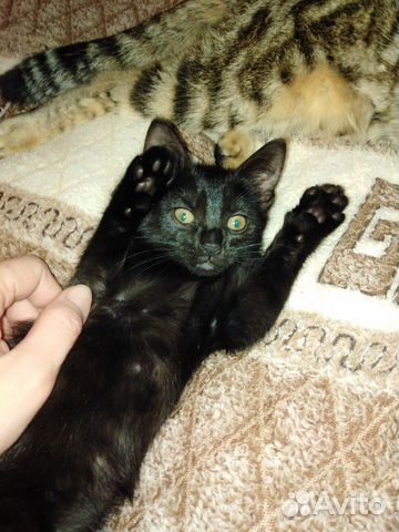Кошка