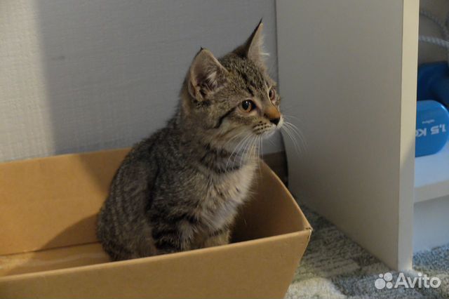 Серый везунчик ищет дом