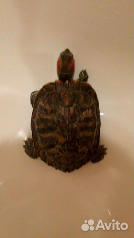 Отдам черепаху красноухую