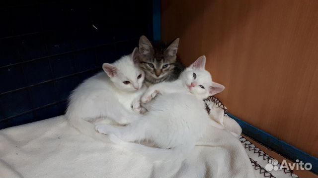 3 братика ищут дом