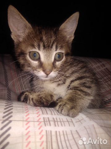 Кошка