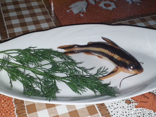 Платидорас сом