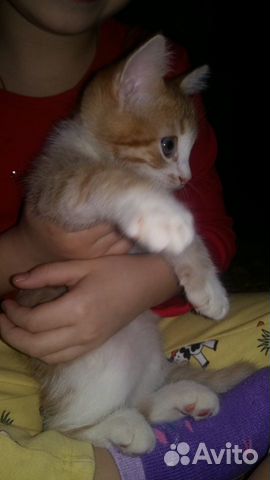 Рыжий полосатик