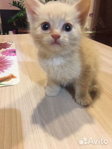 Котята
