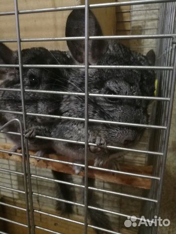 Продам 2 шиншилл вместе с клеткой
