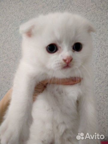 Шотландская