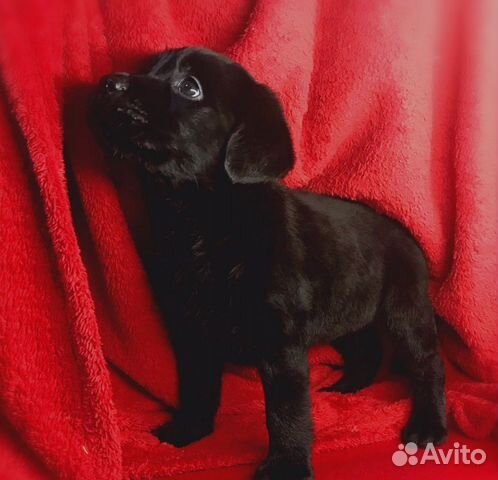 Шикарные щенки Лабрадора