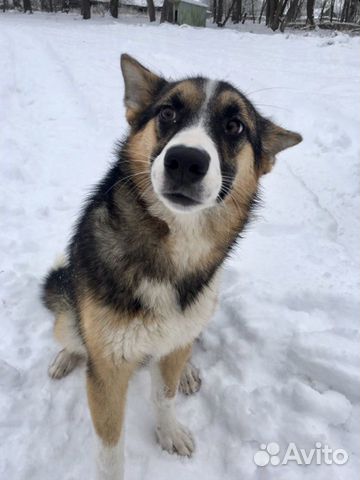 Собака ищет свою семью