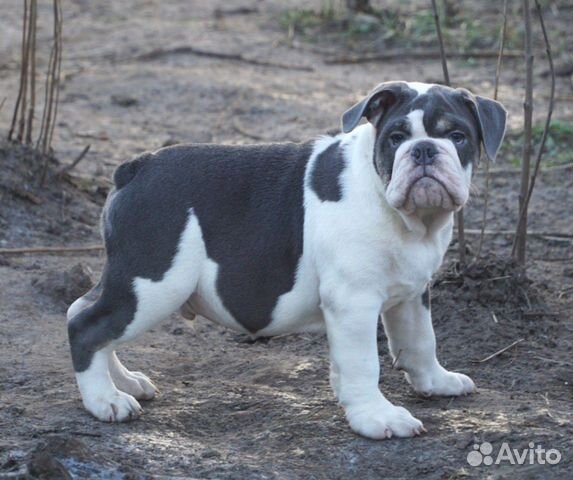 Красавчик Арчи - редкий окрас