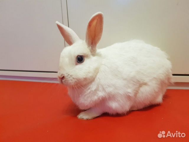 Кролик карликовый мальчик белый голубоглазый)