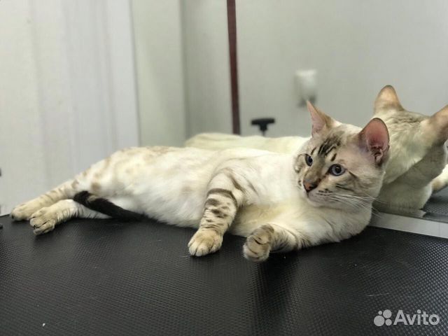 Кот Чемпион WCF