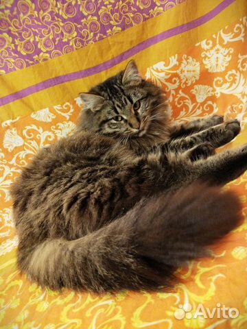 Молодая кошечка (9 месяцев)