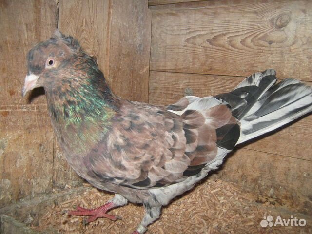 Продам бакинских голубей