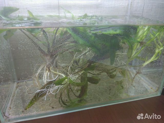 Прополка