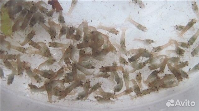 Раки мраморные