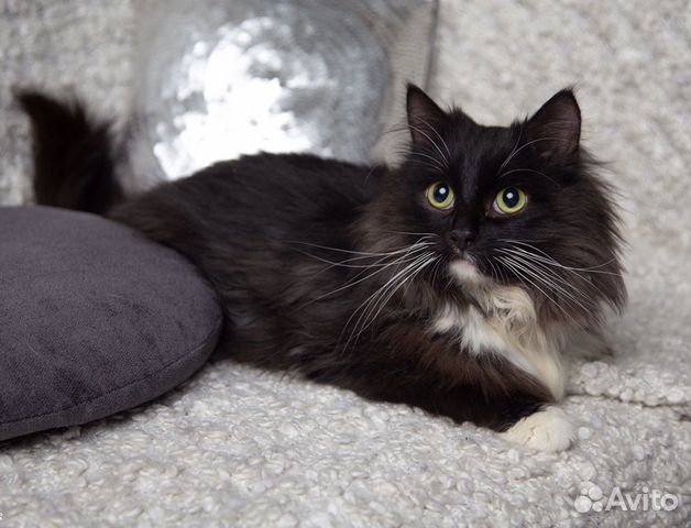 Кот молодой бесплатно