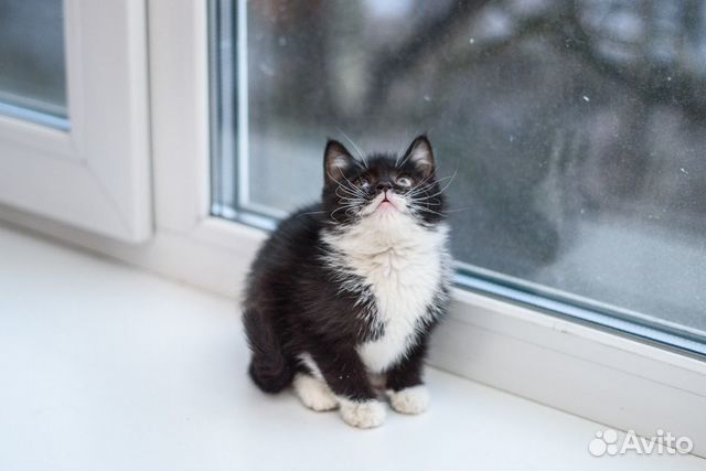 Котенок