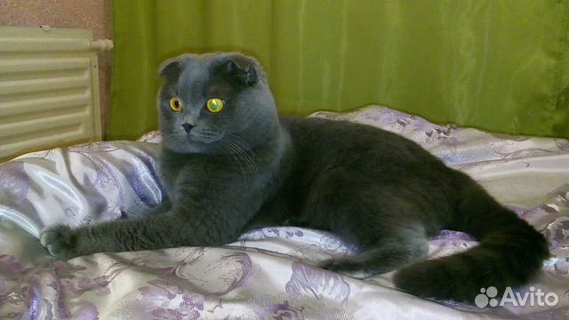 Ждем в гости кошечку