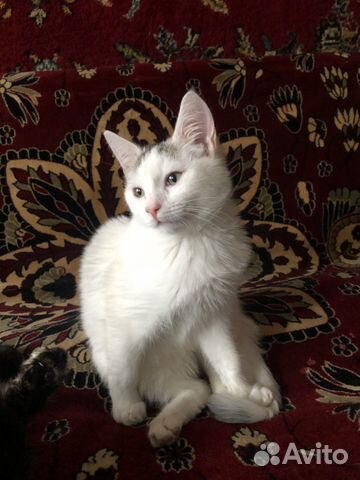 Белый котёнок-мальчик, 5 мес