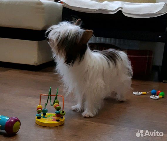 Йоркширский терьер