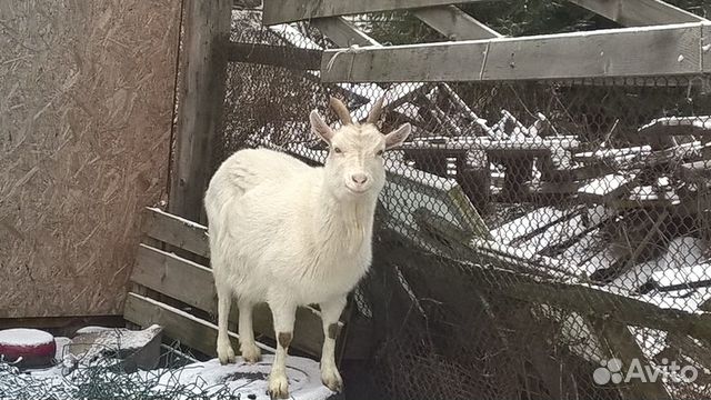 Козы и козёл