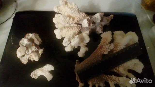 Коралл натуральный белый для аквариума