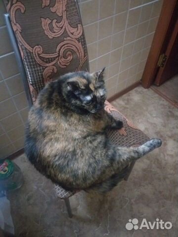 Толстая позитивная кошка