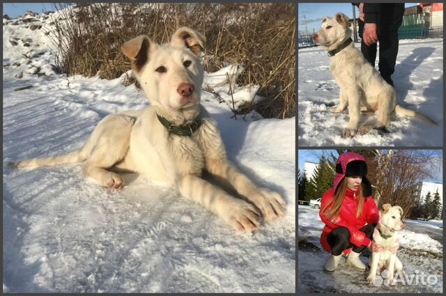 Щенок (девочка, 3.5 месяца) в дар