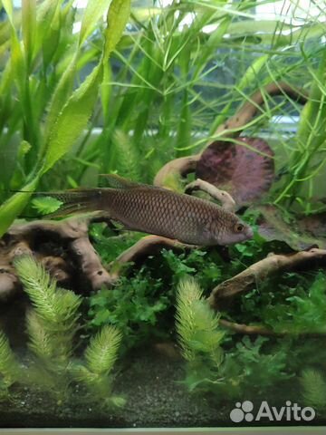 Рыбка черный Макропод