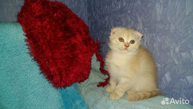 Шотландский котик