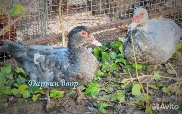 Птица элитных пород