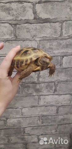 Черепаха сухопутная