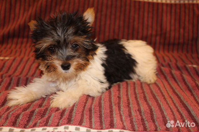 Щенки биверйорка