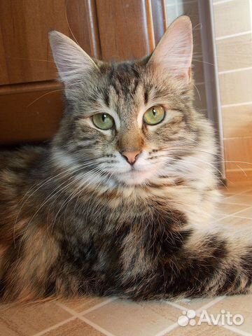 На самом деле - это Леди Совершенство