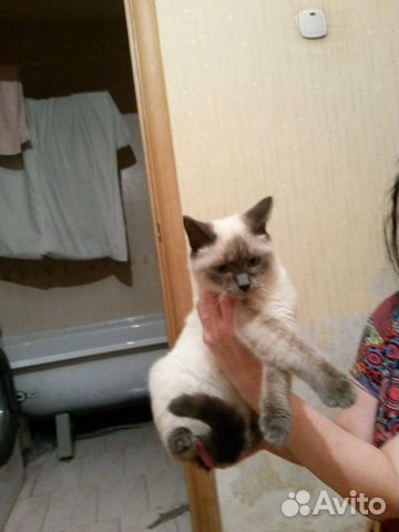 Кошечка-Сиамочка в добрые руки