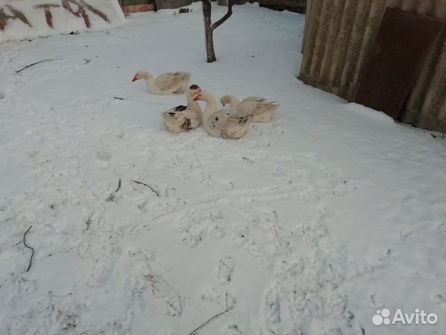 Гуси