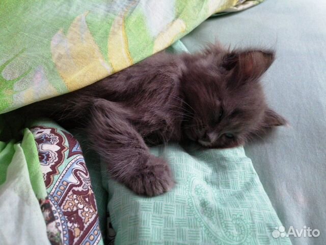 Котёнок полу-перс. Отдаем в хорошие руки