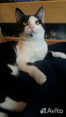 Котенок девочка 6 месяцев