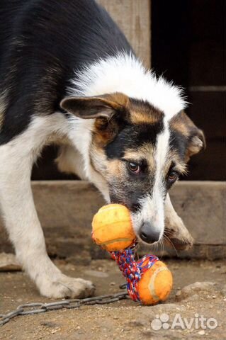 Алиса в добрые руки