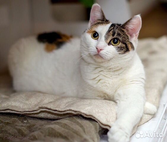 Марусенька очаровательная кошечка
