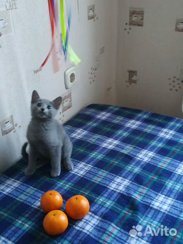Котенок русской голубой