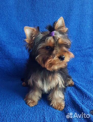 Щенки Йоркширского терьера