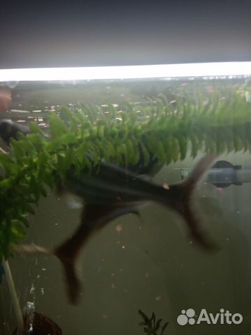 Аквариумные рыбки Пангасиус
