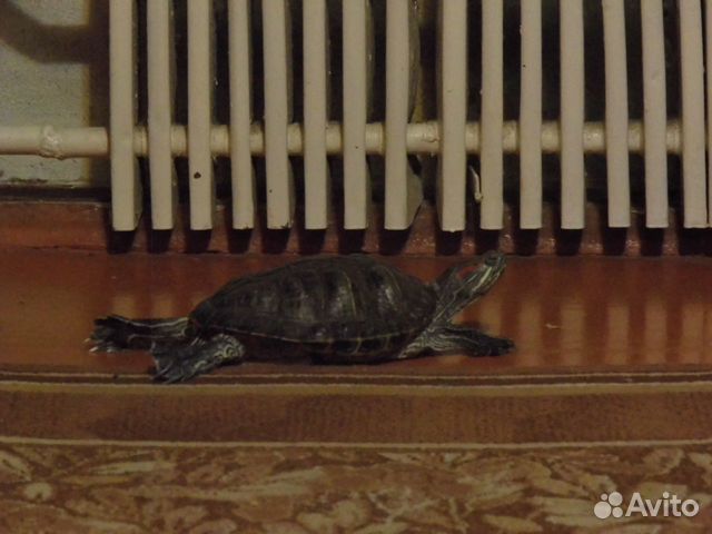 Отдам красноухую черепашку