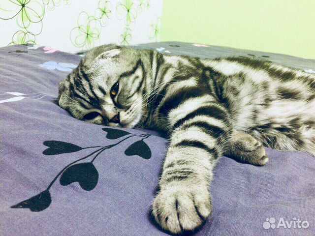 Кот Амур