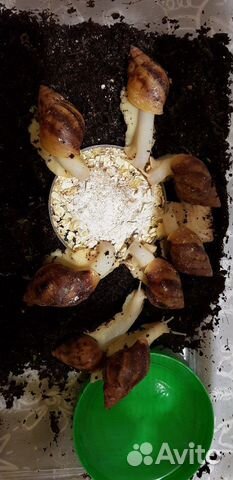 Улиточки Ахатины