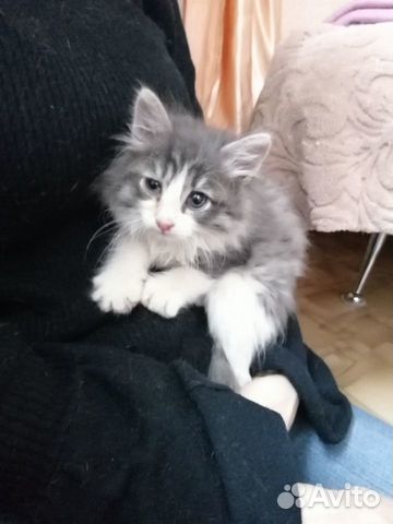 Малыш ищет дом